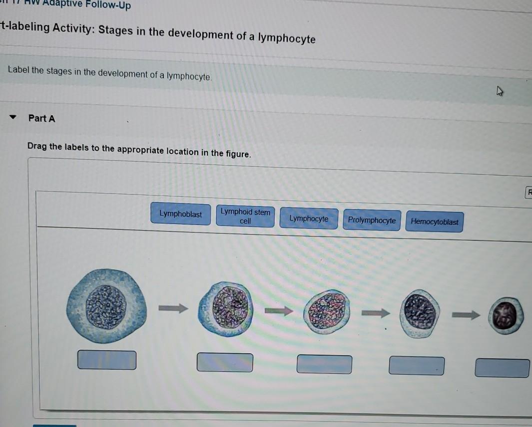 Solved Adaptive Follow-Up t-labeling Activity: Stages in the | Chegg.com
