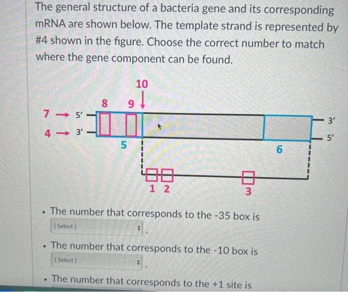 Solved The general structure of a bacteria gene and its | Chegg.com