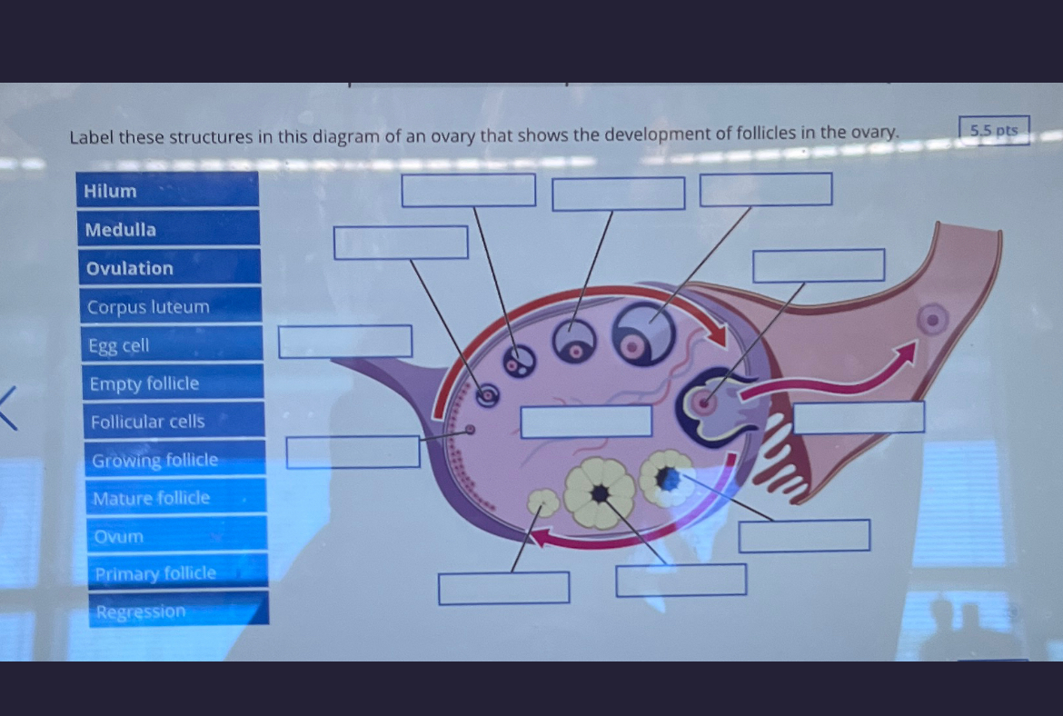 Solved Label these structures in this diagram of an ovary | Chegg.com