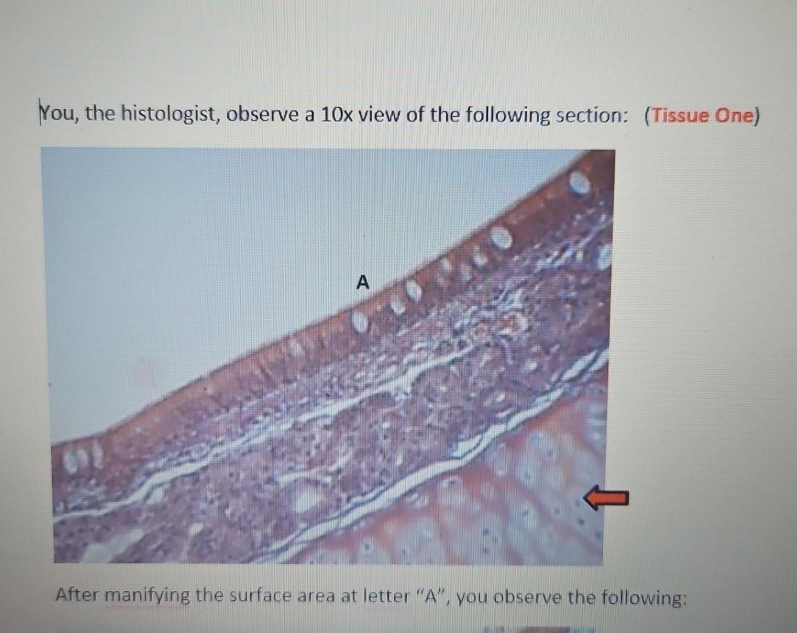 Solved You, the histologist, observe a 10x view of the | Chegg.com