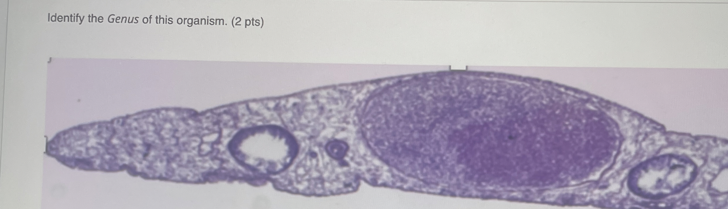 Solved Identify the Genus of this organism. (2 ﻿pts) | Chegg.com