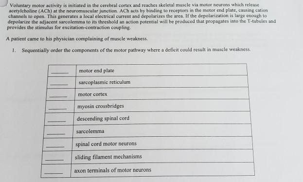 Solved Voluntary motor activity is initiated in the cerebral | Chegg.com