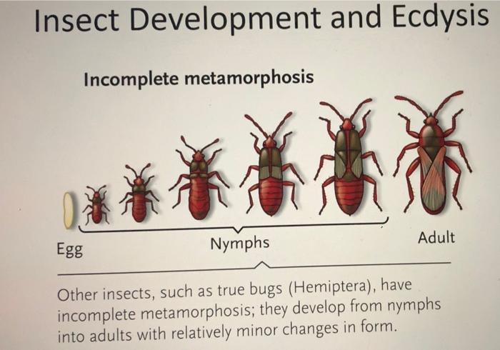 Solved Insect Development and Ecdysis Incomplete | Chegg.com