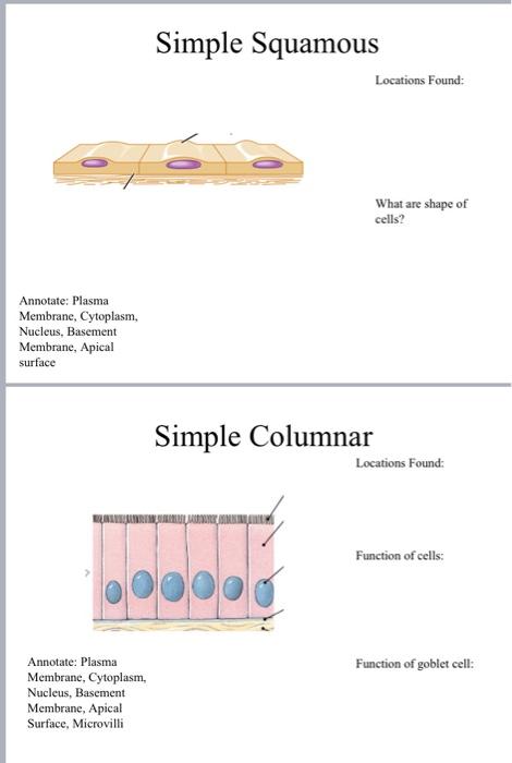 Solved Simple Squamous Locations Found: What are shape of | Chegg.com