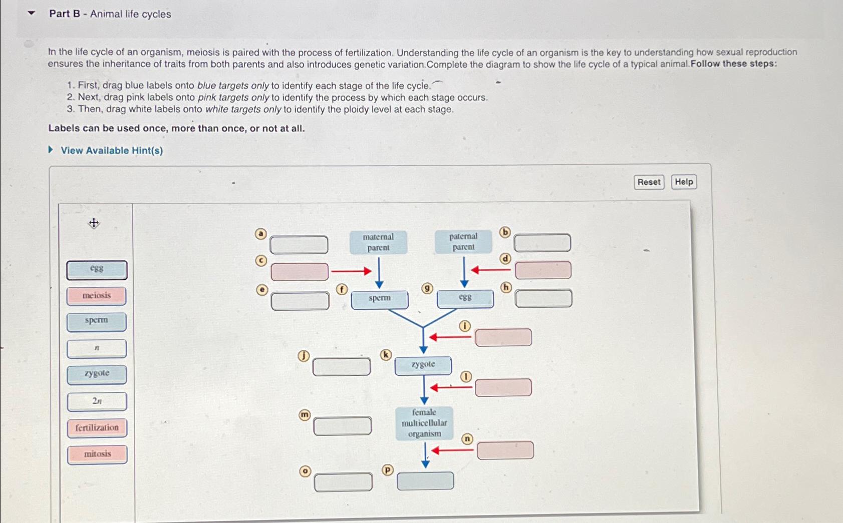 Solved Part B - ﻿Animal life cyclesIn the life cycle of an | Chegg.com