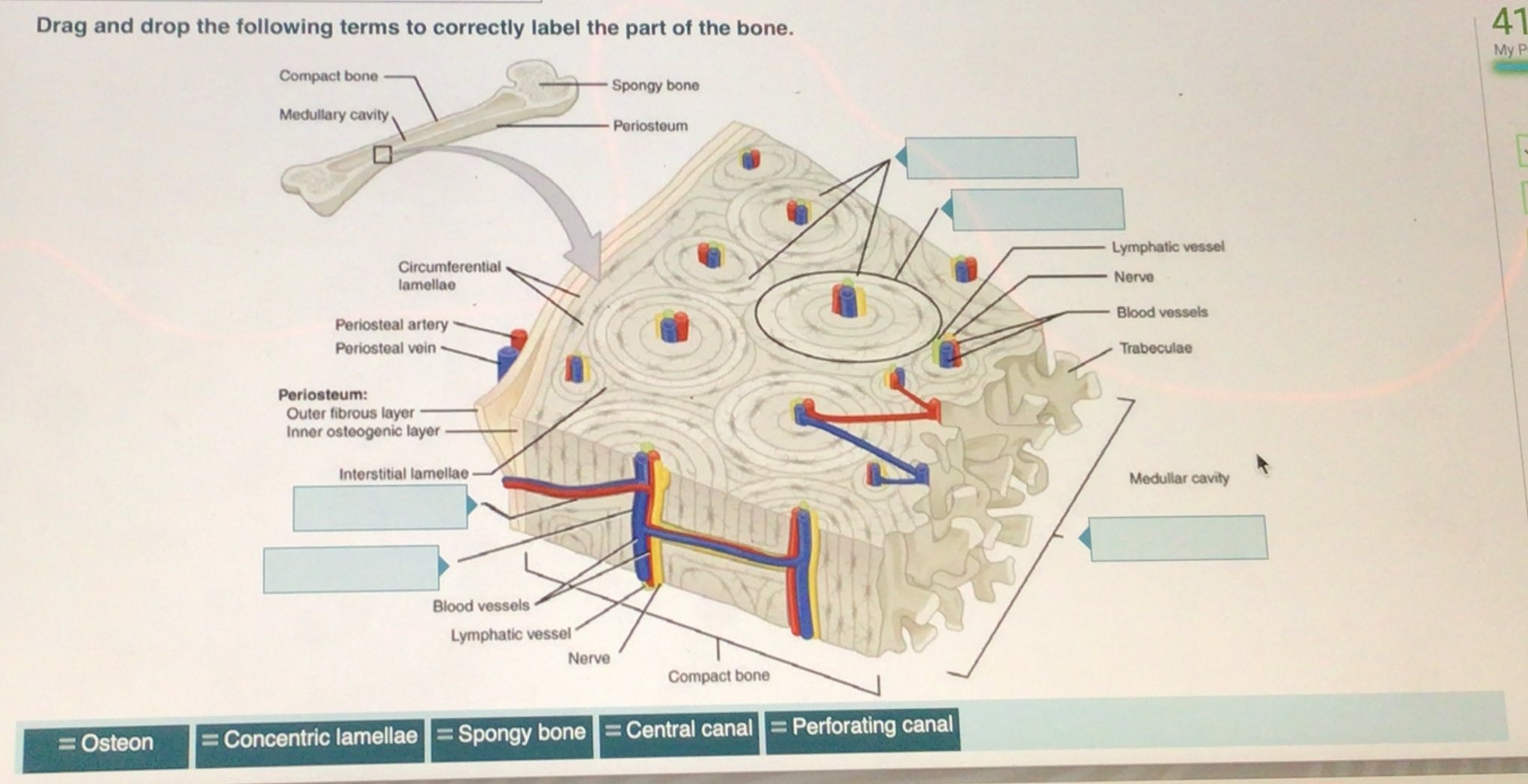 Solved Drag and drop the following terms to correctly label | Chegg.com