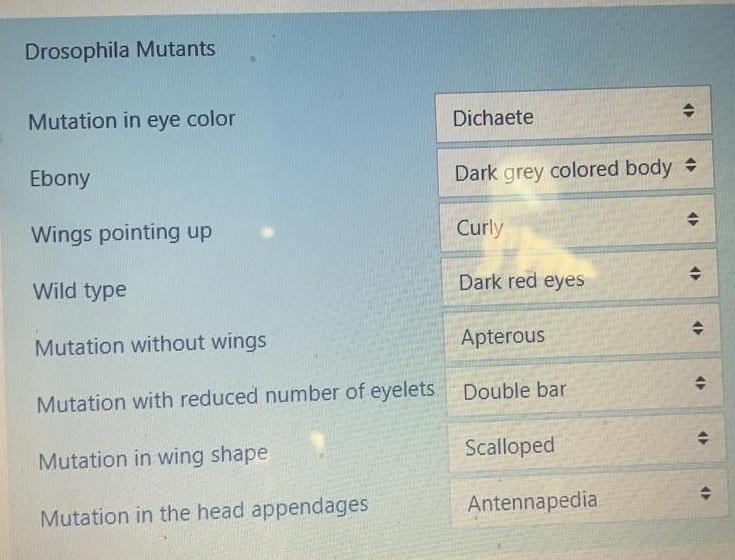 Drosophila Mutants Mutation in eye color Dichaete | Chegg.com