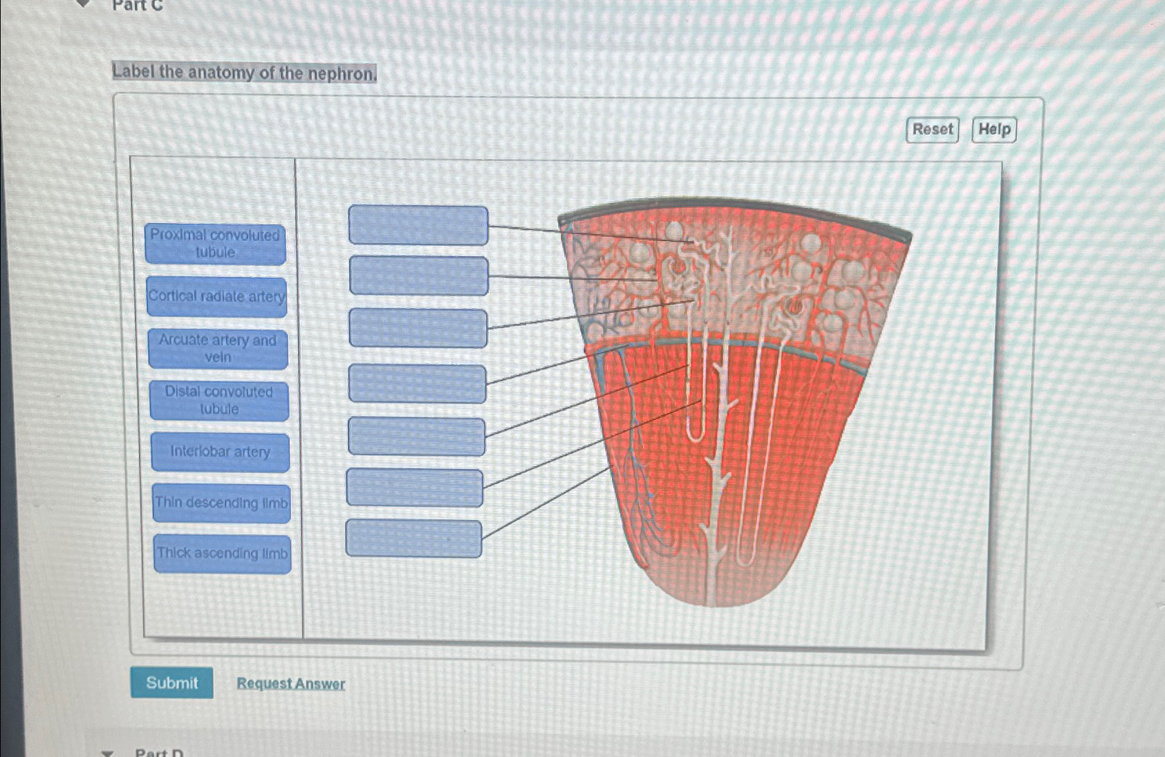Solved Label the anatomy of the | Chegg.com