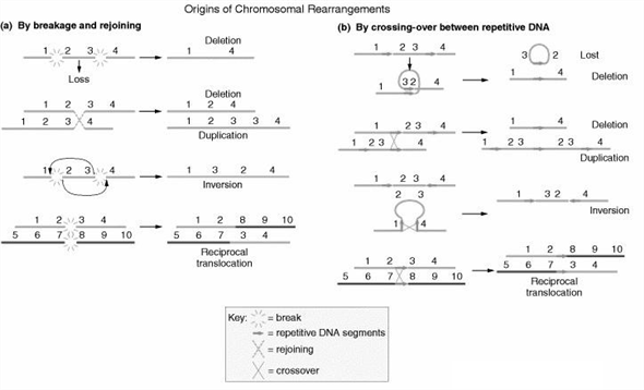 Solved Chapter 17 Problem 8p Solution Introduction To Genetic