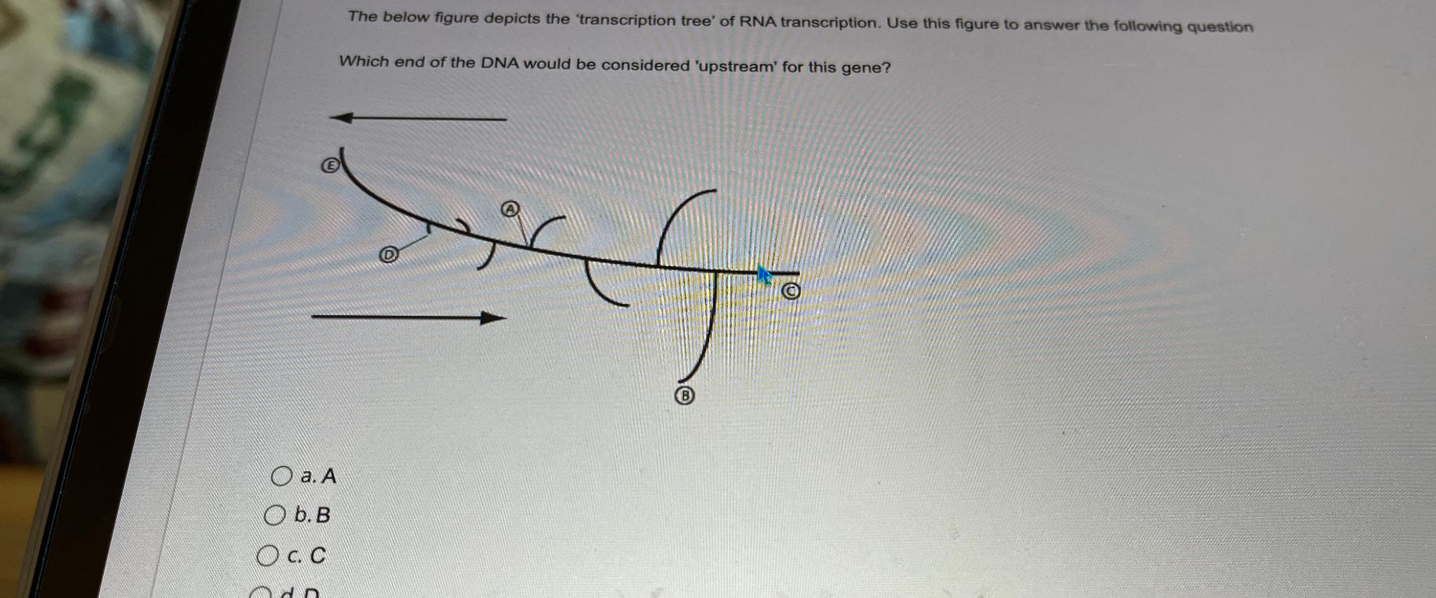 Solved The below figure depicts the 'transcription tree' of | Chegg.com