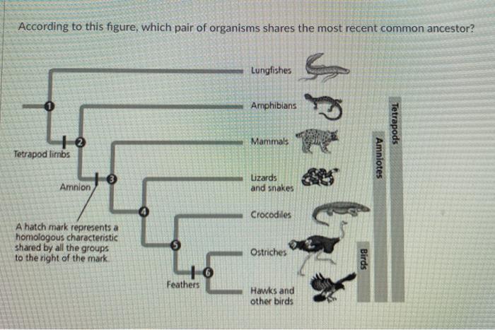 Solved according to this figure, which pair of organisms | Chegg.com