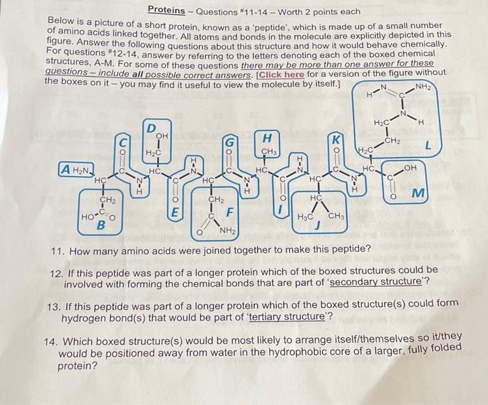 Solved Proteins - Questions "11-14 - Worth 2 points each | Chegg.com