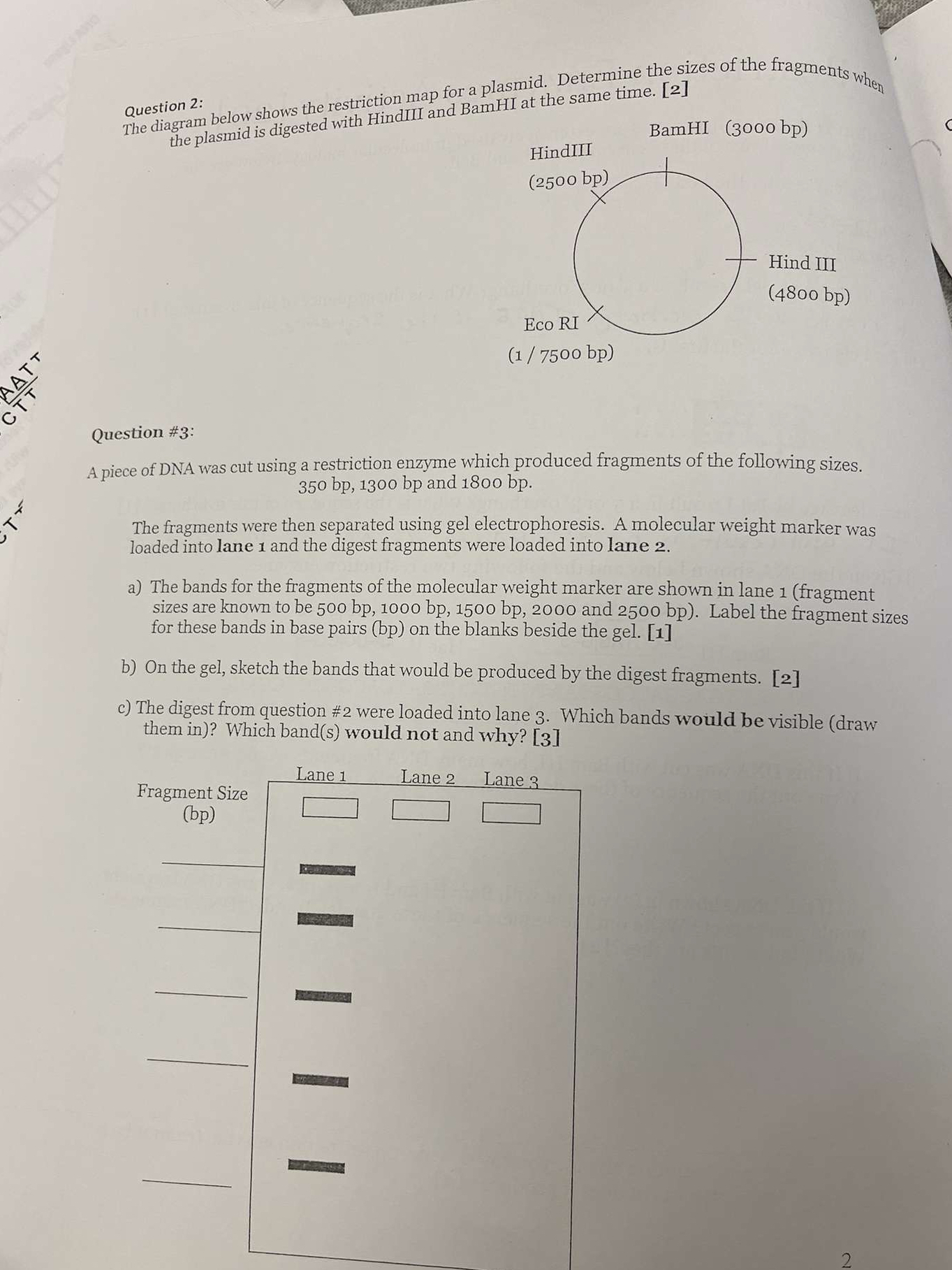 Solved Question 2:The diagram below shows the restriction | Chegg.com