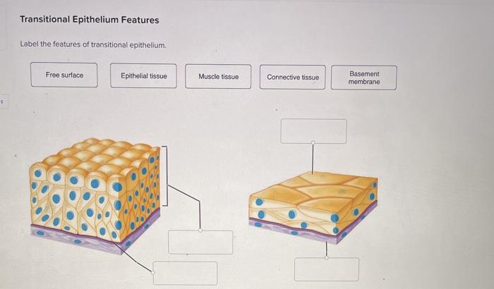 Solved Transitional Epithelium Features Label the features | Chegg.com