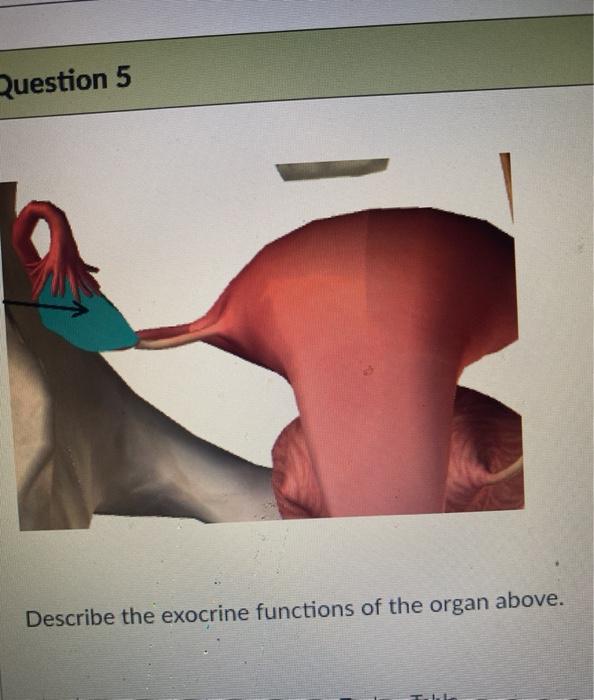Solved Question 5 Describe the exocrine functions of the | Chegg.com