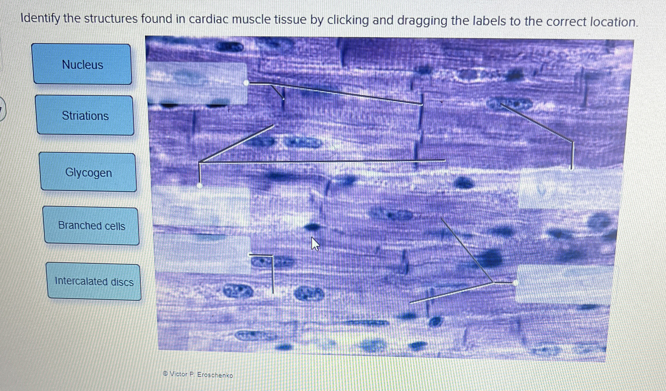 Solved Identify the structures found in cardiac muscle | Chegg.com