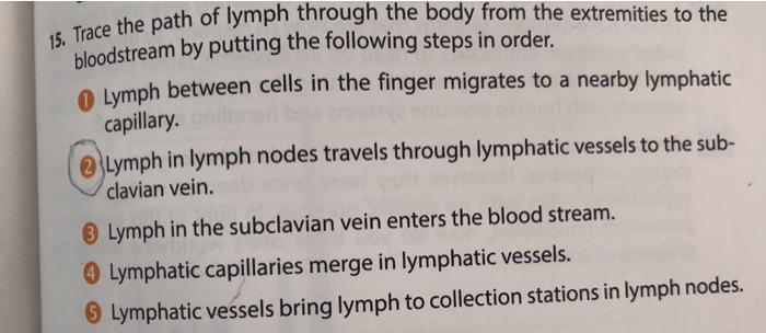 Solved 15. Trace the path of lymp path of lymph through the | Chegg.com