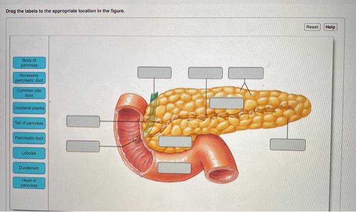 Part A Drag the labels to the appropriate location in | Chegg.com