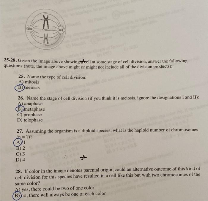 Solved 25-28. Given the image above showing cell at some | Chegg.com