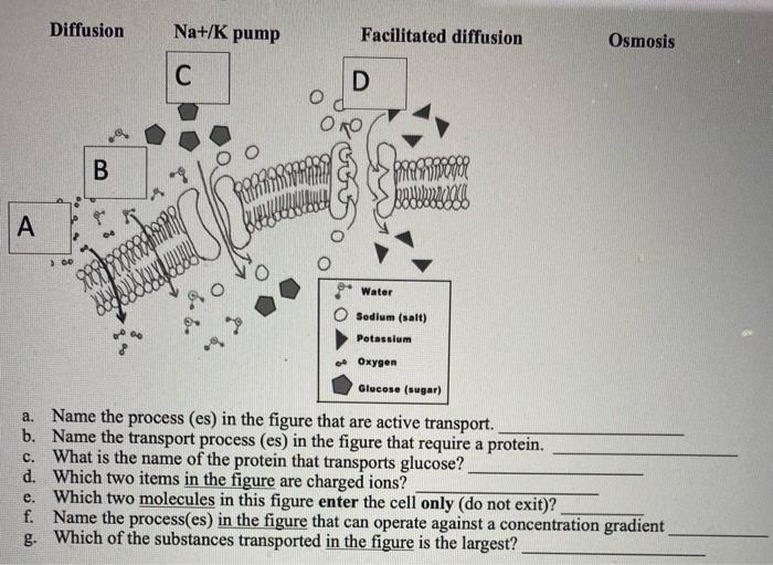 Solved Diffusion Na+/K pump Facilitated diffusion Osmosis с | Chegg.com