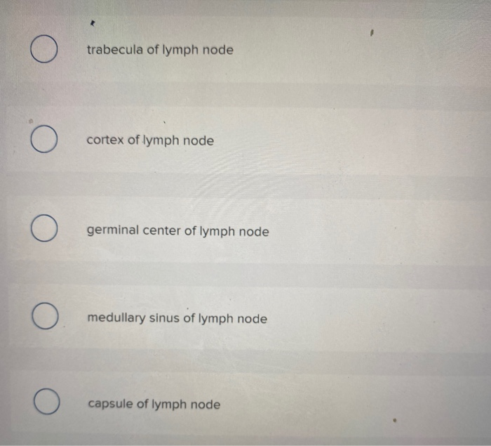 Solved O trabecula of lymph node cortex of lymph node O | Chegg.com