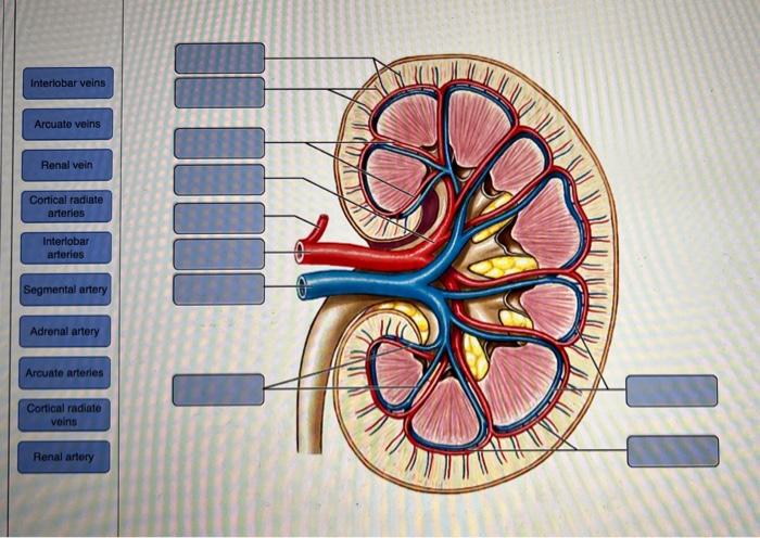 Solved Interlobar veins Arcuate veins Renal vein Cortical | Chegg.com