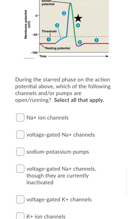 Solved ACTION- potential Membrane potential (mv) -50- | Chegg.com