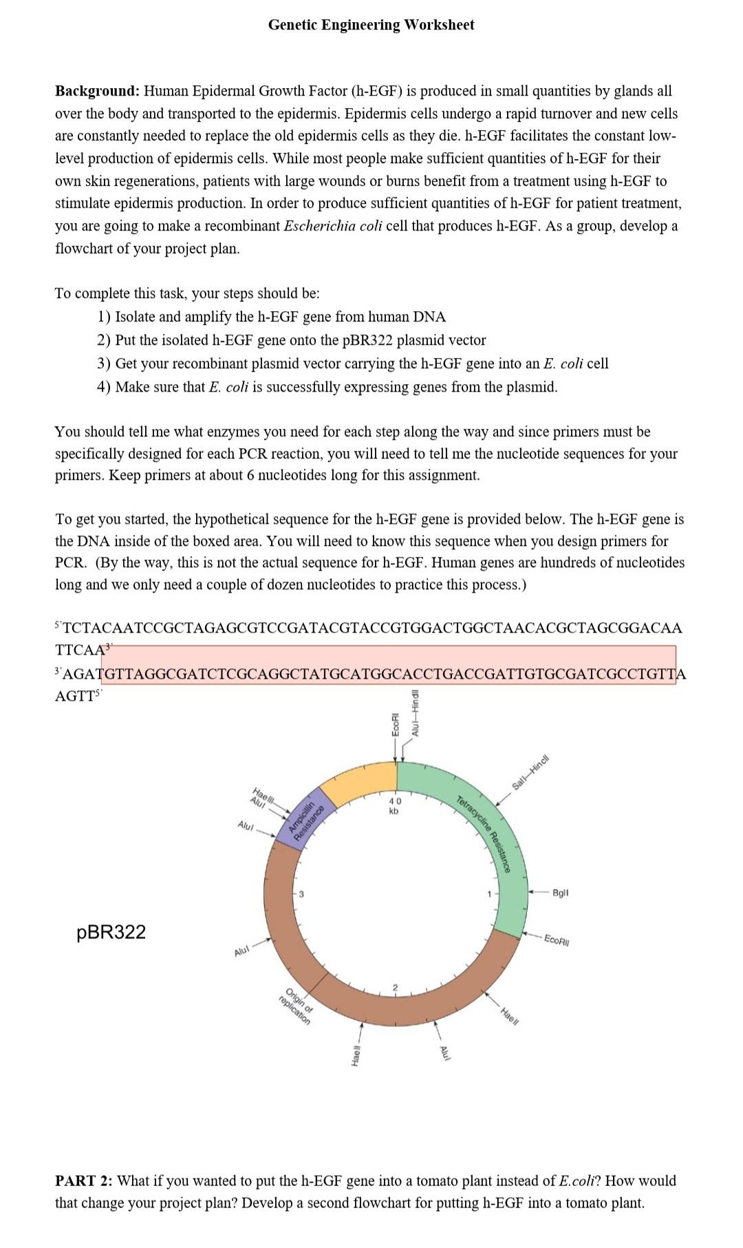 Solved Genetic Engineering Worksheet Background: Human | Chegg.com