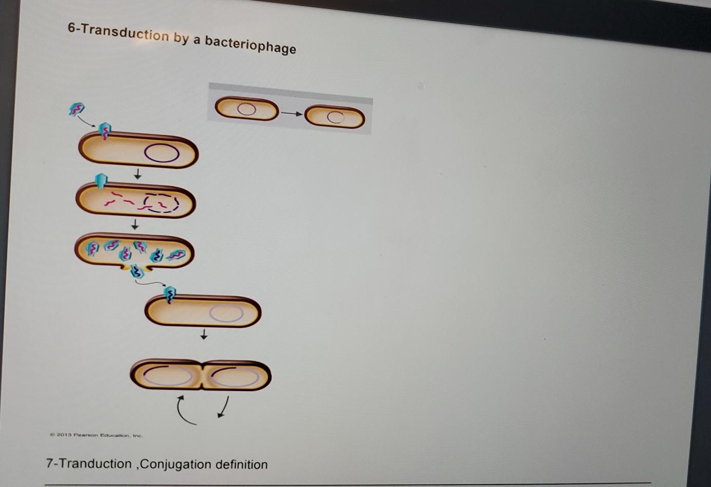 Solved 6-Transduction by a bacteriophage 00 c DON Fearon | Chegg.com