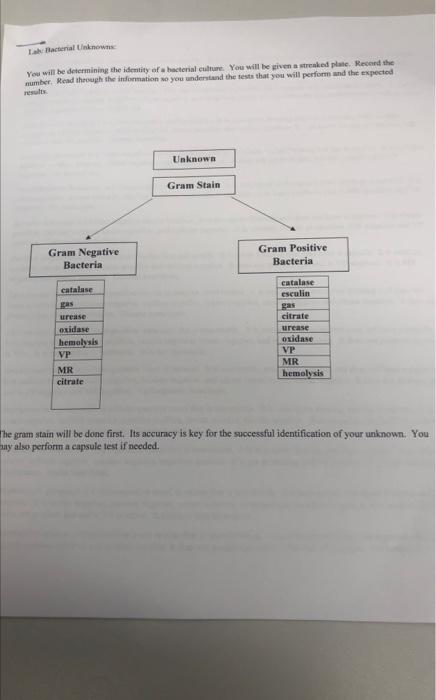 Solved Lab: identifying a Bacterial unknown- prelab.Read the | Chegg.com