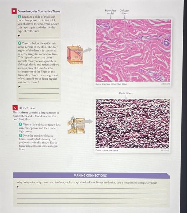 Solved (1) Examine a slide of thick skin under low power. In | Chegg.com