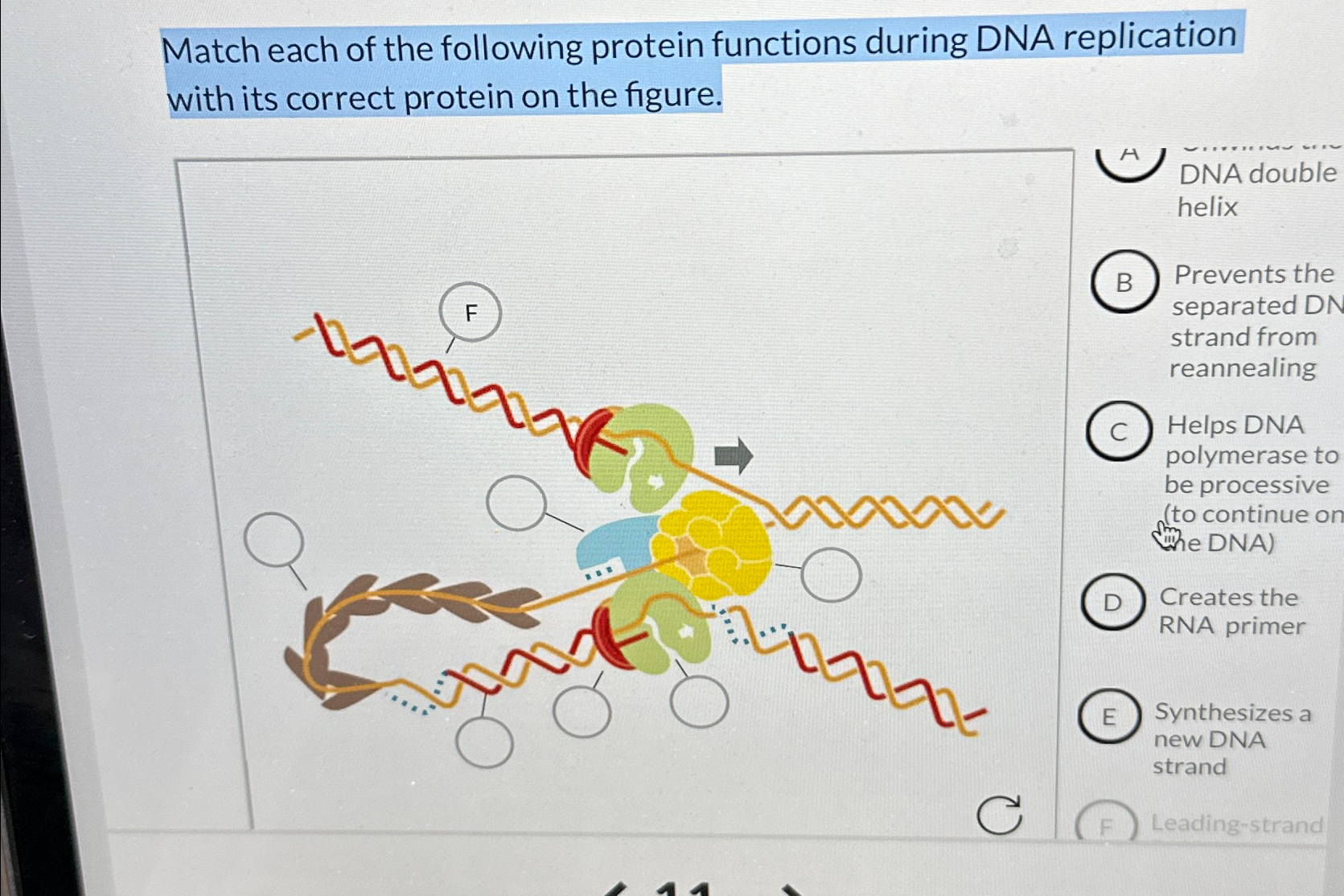 Solved Match each of the following protein functions during | Chegg.com