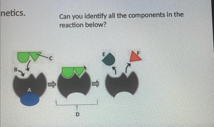 Solved Can you identify all the components in the reaction | Chegg.com