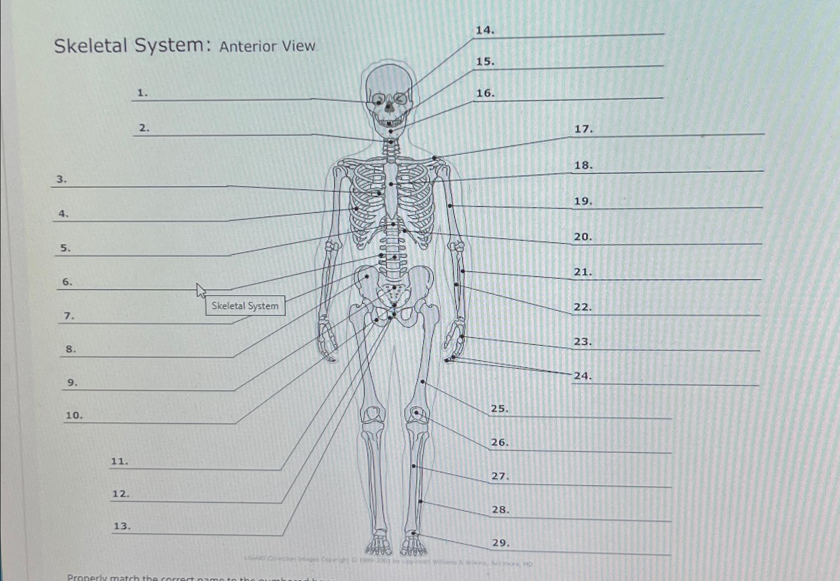 Solved Skeletal System: Anterior View | Chegg.com