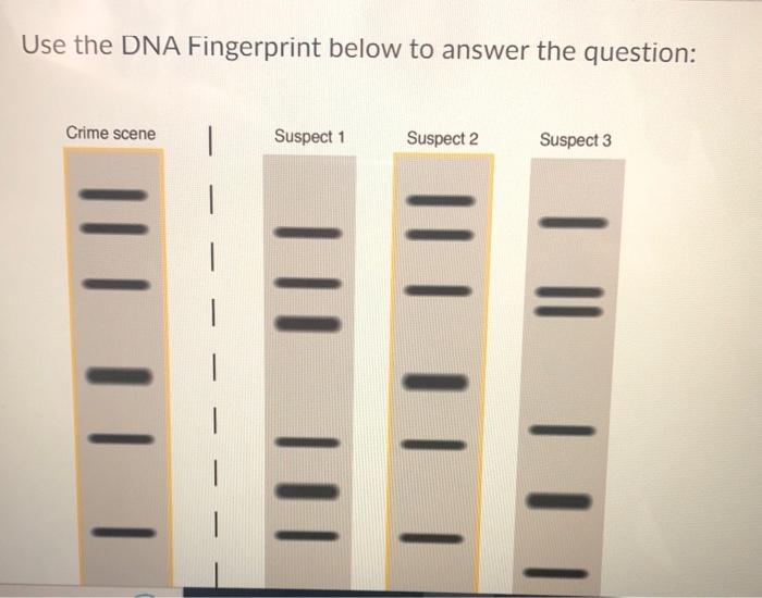 Solved Use the DNA Fingerprint below to answer the question: | Chegg.com