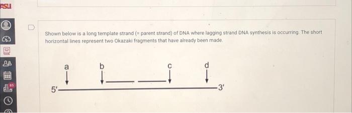 Solved ASU SK Shown below is a long template strand (= | Chegg.com