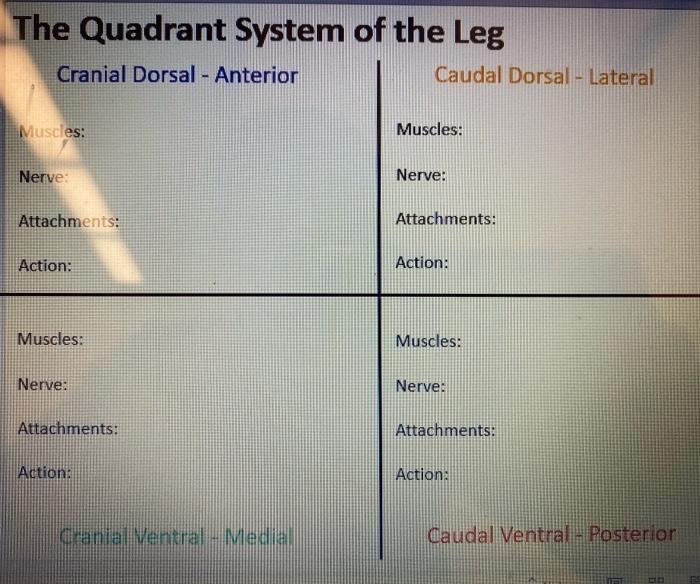 Solved Editing The Quadrant System of the Hip and Thigh | Chegg.com