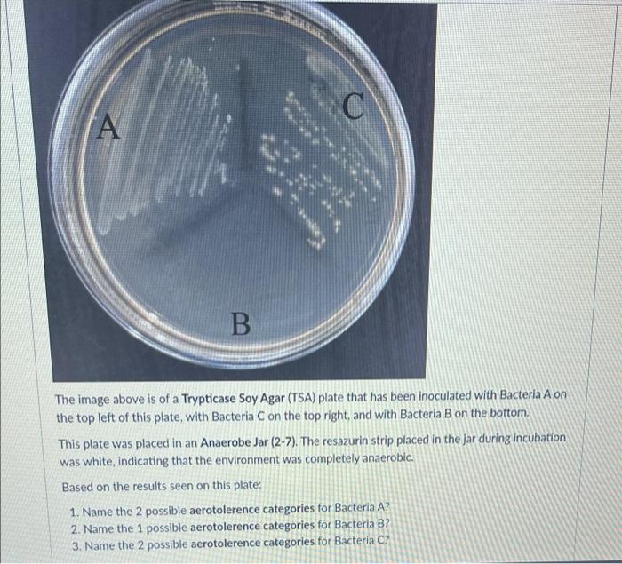 Solved A B The image above is of a Trypticase Soy Agar (TSA) | Chegg.com