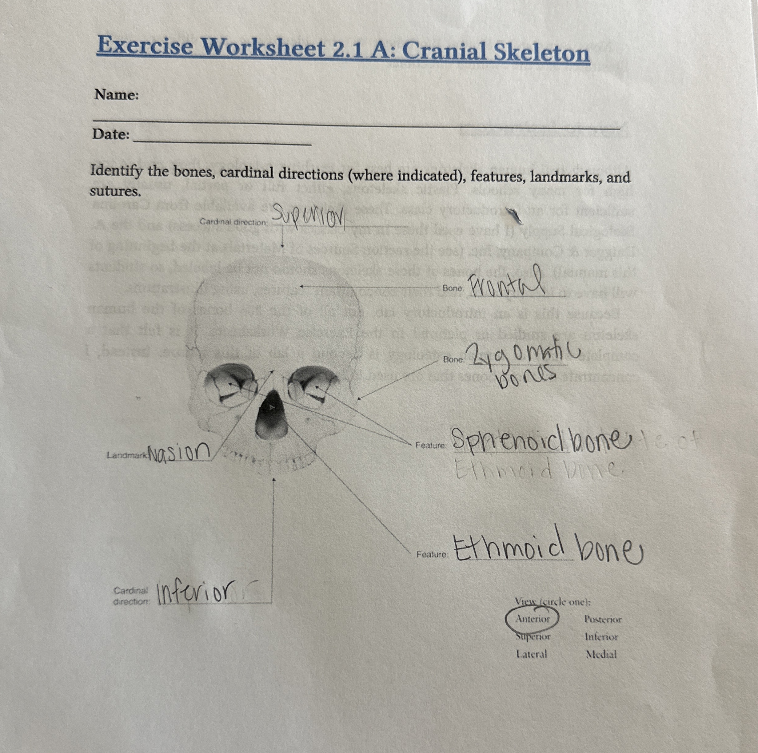Solved Exercise Worksheet 2.1 ﻿A: Cranial | Chegg.com