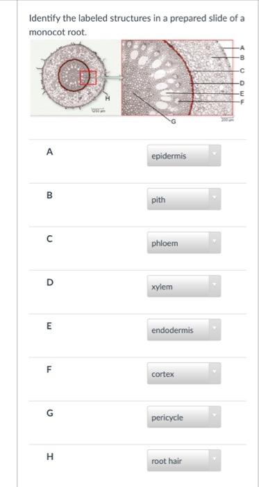 Solved Identify the labeled structures in a prepared slide | Chegg.com