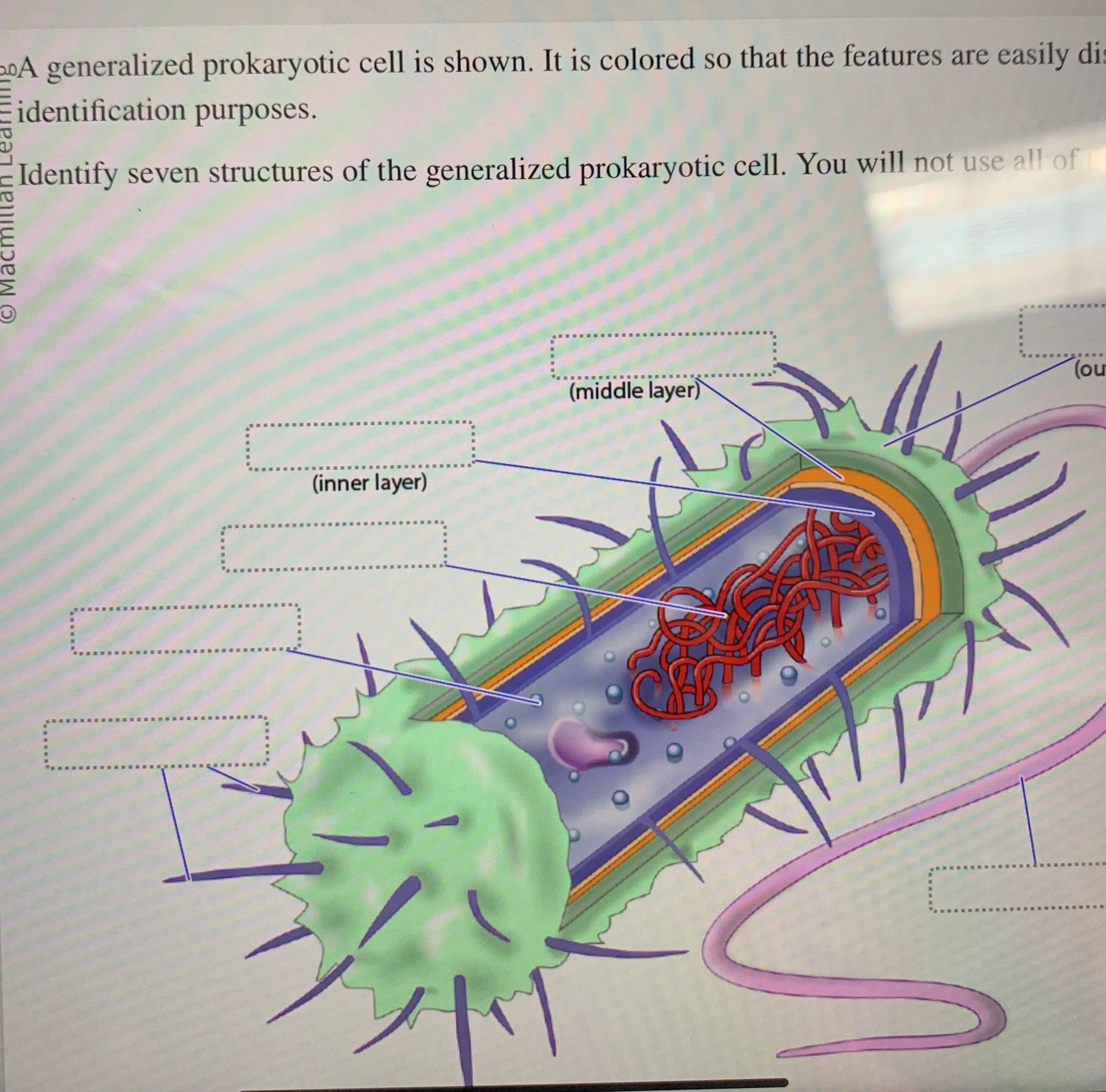 Solved 20A generalized prokaryotic cell is shown. It is | Chegg.com