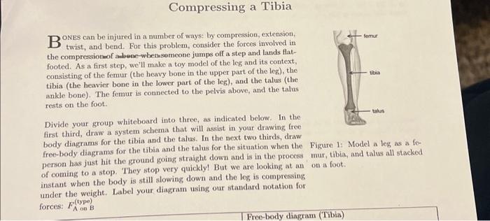 [Solved]: 2-4 2. A typical tibia deforms for small stretches