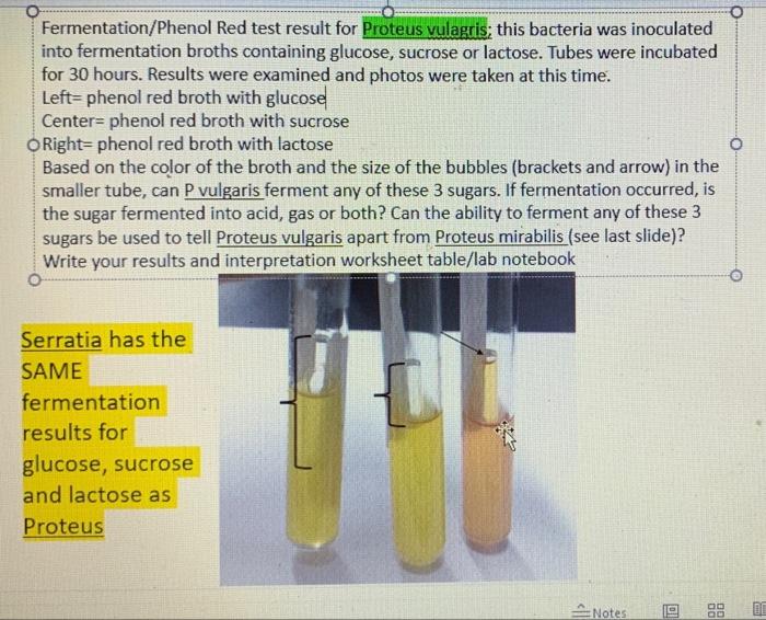 Solved Fermentation/Phenol Red test result for Proteus | Chegg.com