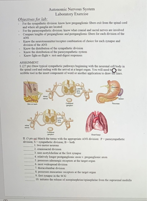 Solved Autonomic Nervous System Laboratory Exercise | Chegg.com