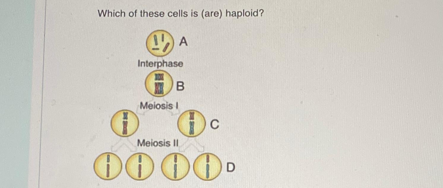 Solved Which of these cells is (are) | Chegg.com
