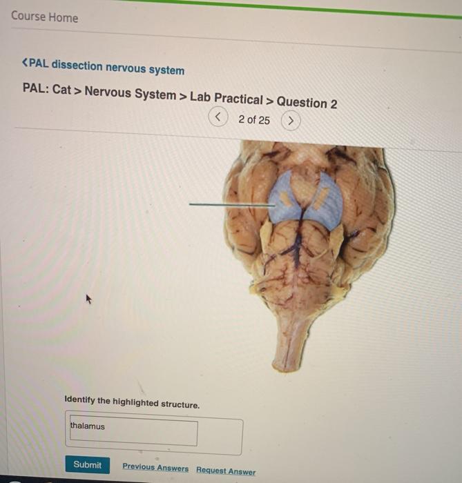Solved Course Home Nervous System > Lab Practical > | Chegg.com