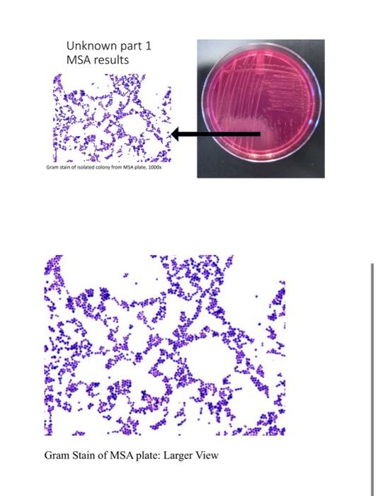 BIOL 260 Unknowns Lab Part 1: Data Unknown Sample | Chegg.com