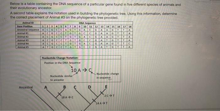 Solved Below is a table containing the DNA sequence of a | Chegg.com