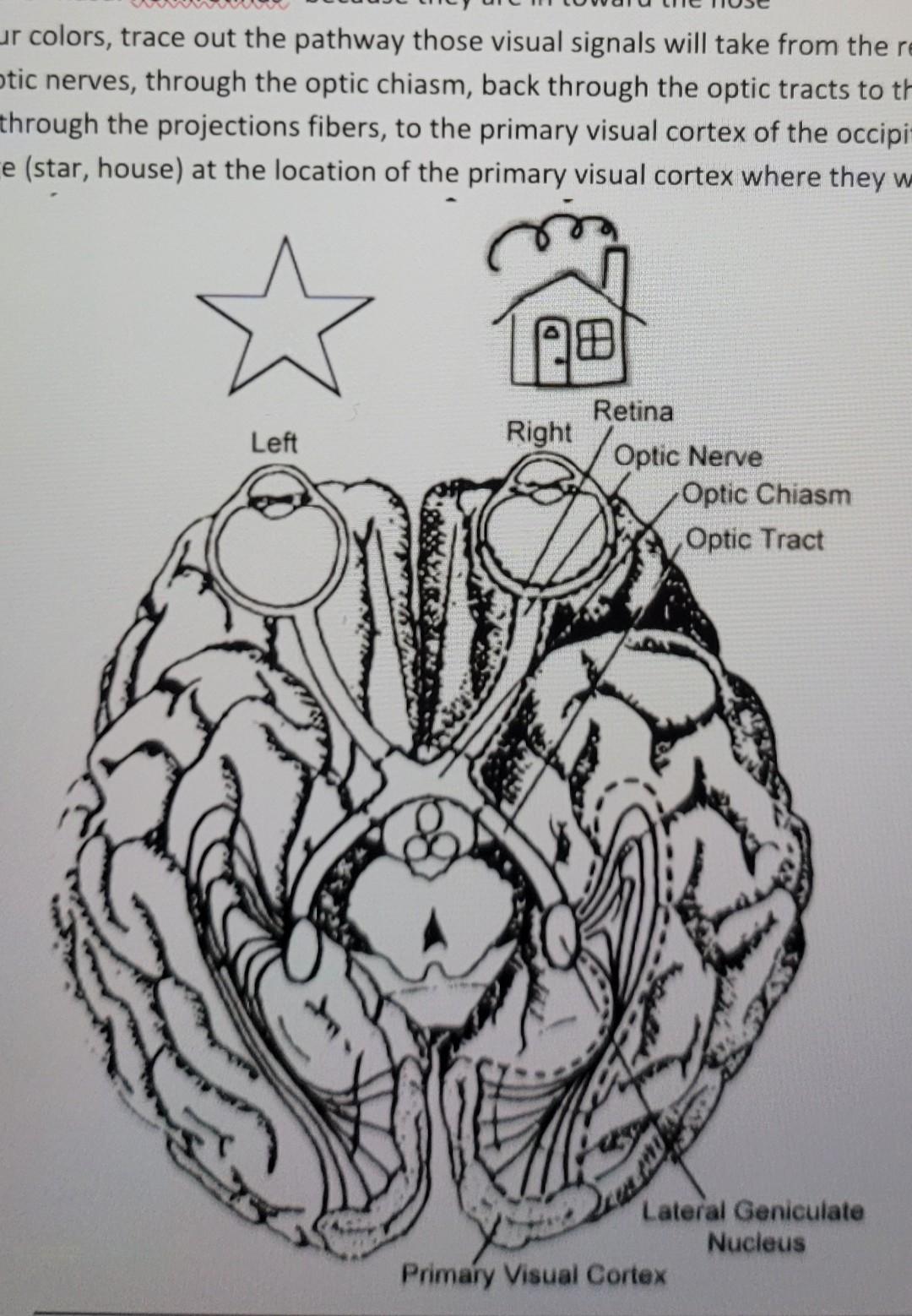 Solved 1) On the diagram below: a. Color the star one color; | Chegg.com