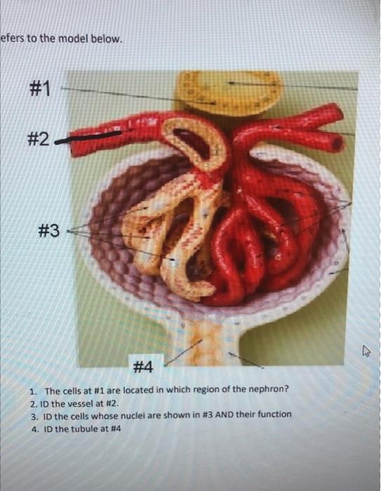Solved efers to the model below. 1. The cells at #1 are | Chegg.com
